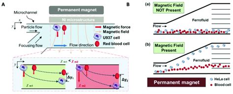Label Free Magnetic Cell Sorting A Microfluidic Cell Separation Download Scientific Diagram