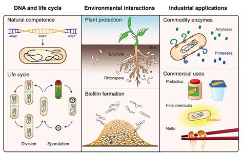 Bacillus Subtilis Là Gì Đặc điểm Và Một Số Lợi ích Quan Trọng Cần Biết