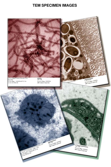 PPT Types Of Microscopes PowerPoint Presentation Free Download ID