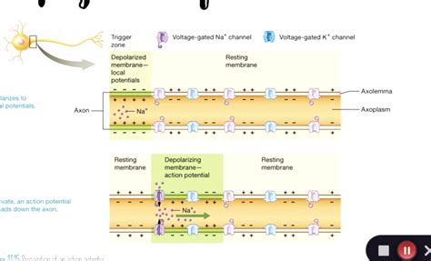 Aandp I Understanding Propagation And Stimulus Intensity In Neuroscience