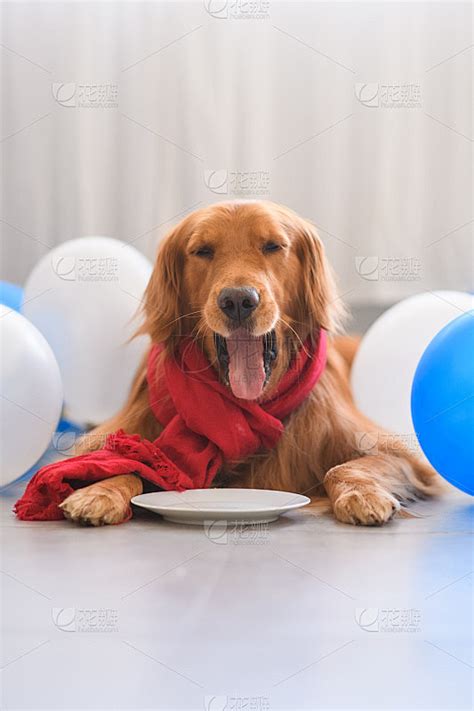 戴着围巾的金毛猎犬