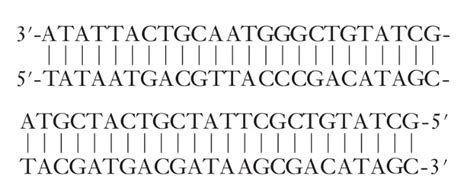 Solved 1117 A Segment Of Dna In E Coli Has The