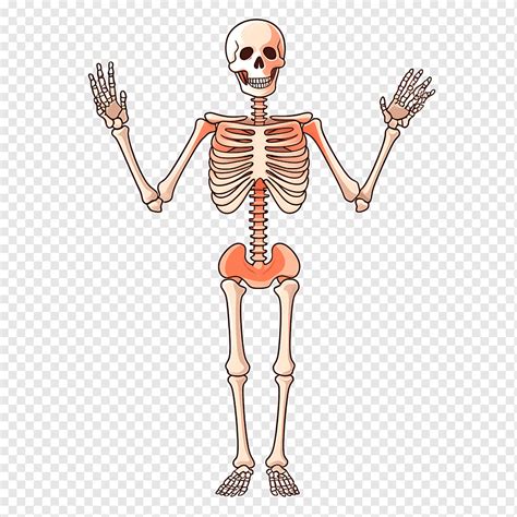هيكل عظمي Png