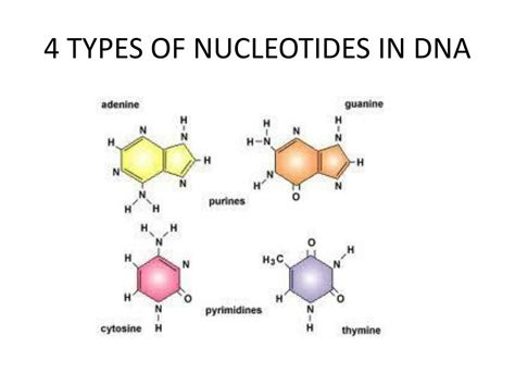 Ppt Dna Structure And Replication Building Block Of Dna Powerpoint