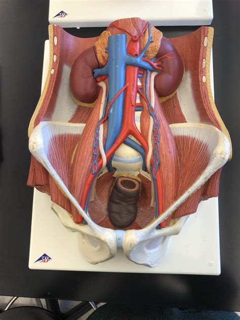 Veins And Arteries Models Diagram Quizlet