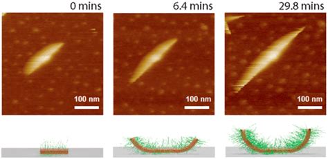 Exploring The Living” Growth Of Block Copolymer Nanofibers From Surface Confined Seeds By In