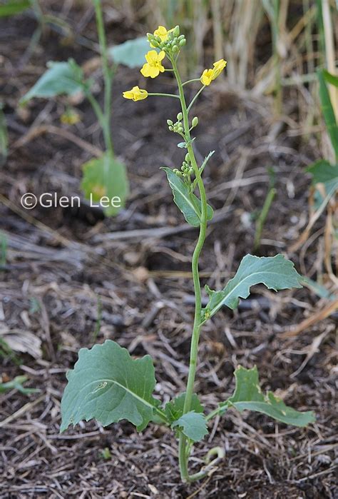 Brassica Rapa Photos Saskatchewan Wildflowers
