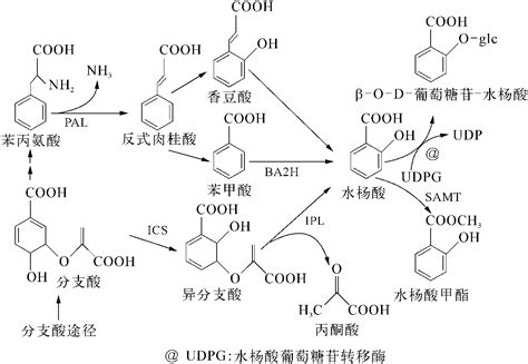 水杨酸的合成 植物激素