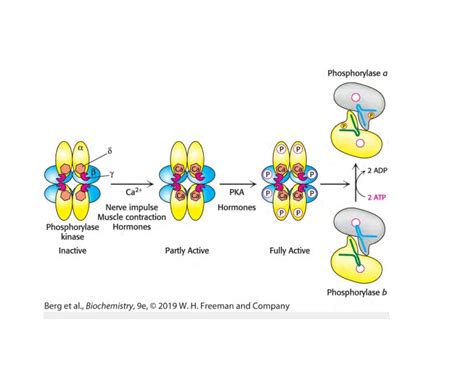 Activation Of Phosphorylase Kinase Quiz