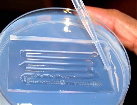 Zebrafish Microinjection And Transplantation Kit 4 Molds Agnthos