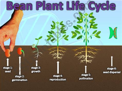 The Stages Of A Plant S Life Cycle Are At Carlos Snyder Blog