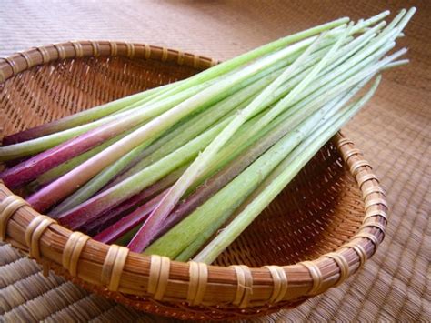 ふきとふきのとうの違いは同じ植物なのか旬の時期や季節美味しい食べ方やレシピ 食生活研究所 食ラボ