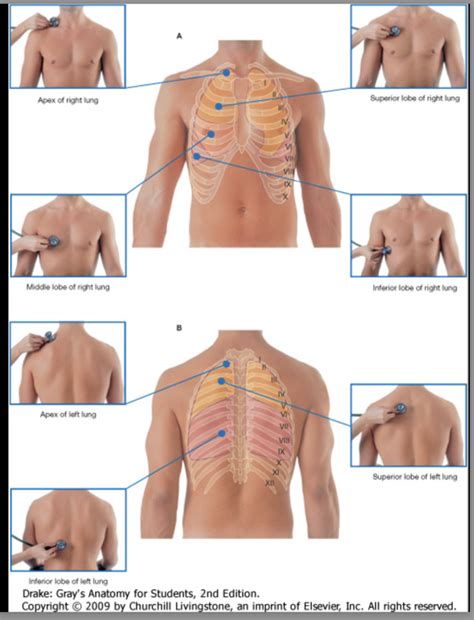 Exam 1 Anatomy Fall Diagram Quizlet