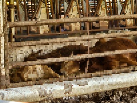 단독 ‘한우 63마리 집단 폐사 미스터리···7년 돌봤다는 농장주 괴롭다”만 반복
