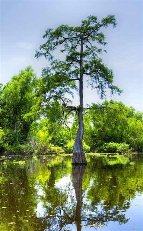 why cypress united states louisiana cypress swings and things