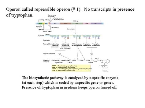 Regulation Of Gene Expression In Bacteria Operons Through