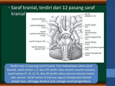 Anatomi Sistem Saraf Pptx