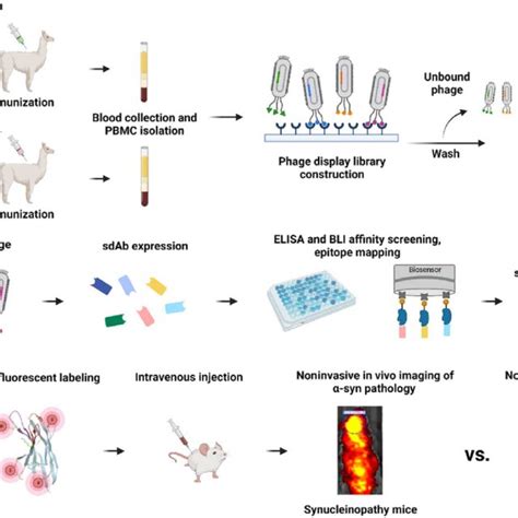 An Overview Of The Development Of The Anti α Syn 2d8 2d10 Versus Download Scientific Diagram