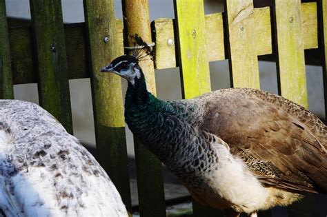 Premium Photo Side View Of A Peacock