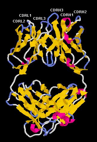 Introduction To Antibody Fragments