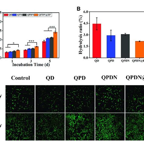 In Vivo Biocompatibility And Biodegradability Evaluation A Schematic Download Scientific
