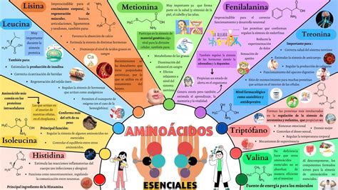 AminoÁcidos Esenciales Udocz