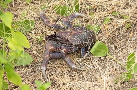 What Hermit Crabs Look Like Without Shells