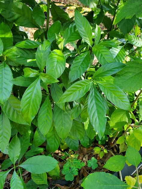 Growing Chacruna Rayahuasca