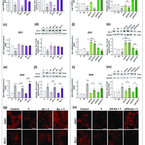 The Effect Of Estrogen Receptor Antagonists On Mrna And Protein