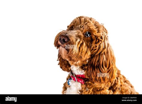 Cockapoo Designer Dog Cross Bread Red Cockapoo Cockerpoo Cute Dog