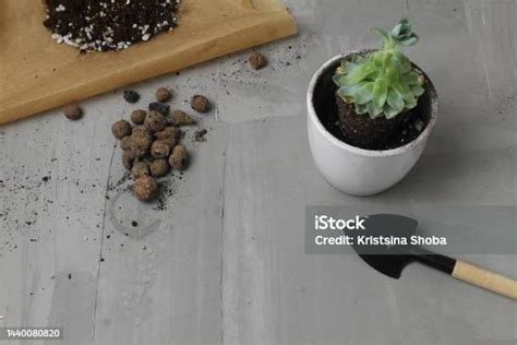 집에서 식물을 이식 화분에 식물 냄비 주걱 모래 지구 돌 텍스트 복사 공간을 위한 공간이 있는 회색 배경에 집의 아파트 개선 0명에 대한 스톡 사진 및 기타 이미지 Istock