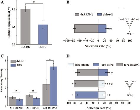 Rnai Mediated Knockdown Of Fruitless In Plutella Xylostella Lepidoptera Plutellidae Disrupts