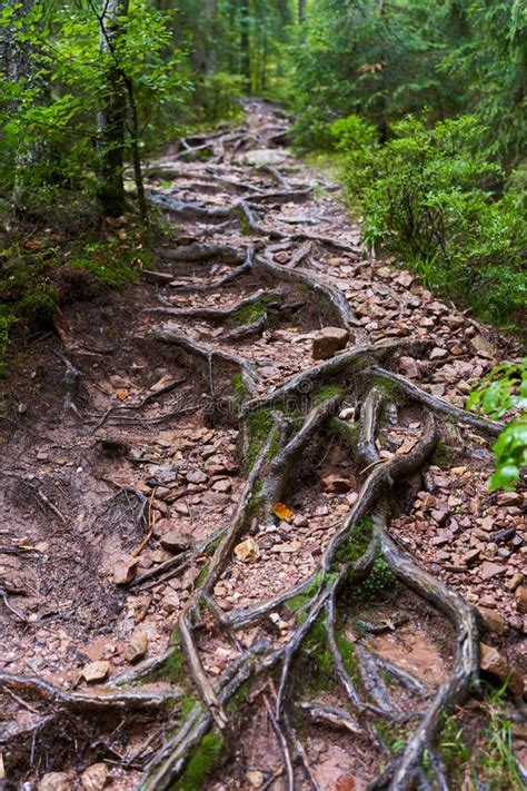 Tree Roots Landscape Stock Image Image Of Leaves Outdoors 259589699