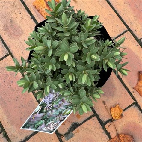 Hebe Red Edge 2l Lushingtons