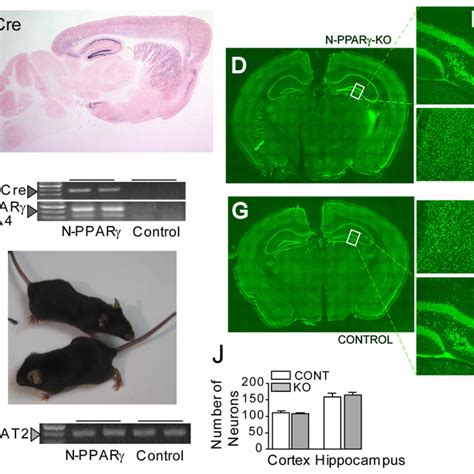 Primer Sequence For Genotyping Download Table