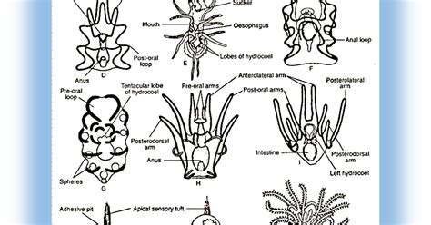 Larval Forms Of Echinoderms