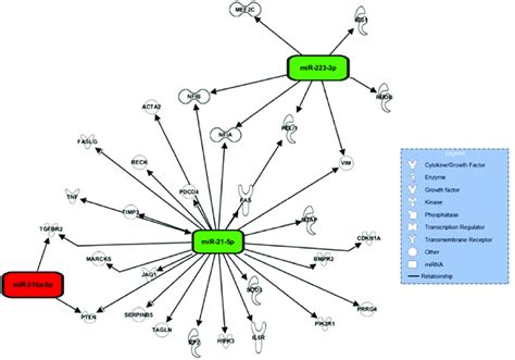 In Silico Target Analysis Performed With Qiagen Ingenuity Pathway Download Scientific Diagram
