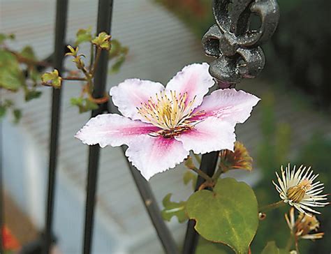 Как да си направим капани за вредители Български Фермер