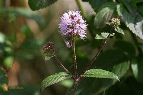 Wasser Minze Bild Bestellen Naturbilder Bei Wildlife Media