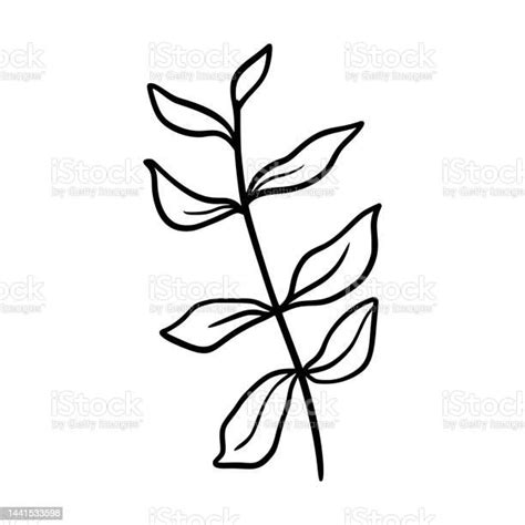 유칼립투스 잎 벡터 그림입니다 꽃 손으로 그린 가지 선형 요소 보호 우아한 잎은 흰색 배경에 고립되어 있습니다 유칼립투스 단풍 실루엣 라인 아트 낙서 잔디 아이콘 검은색에