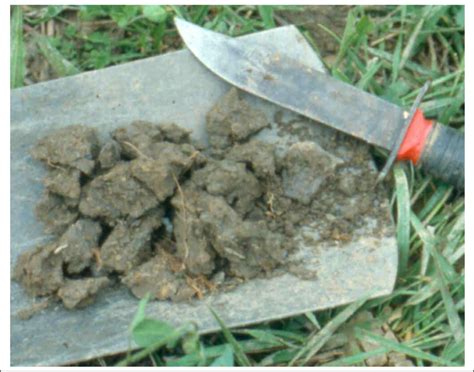 Moderate Medium And Coarse Subangular And Angular Blocky Aggregates