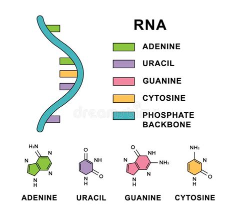 核糖核酸分子螺旋与核碱基分子式 核碱基结构的rna分子 库存例证 插画 包括有 电池 绘制 249355557