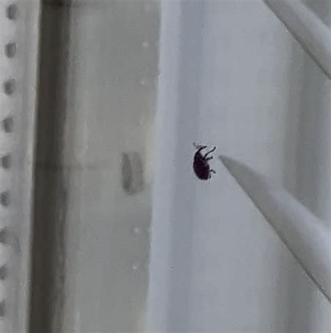 Wee Window Weevil Rweeviltime