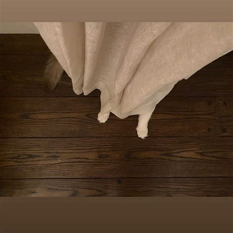 Cuttyswift On Tumblr