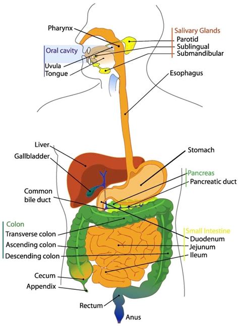 Overview Of The Digestive System Anatomy System Human Body Anatomy
