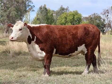 Lot 17 Tobruk Daisy N12 Pp Auctionsplus