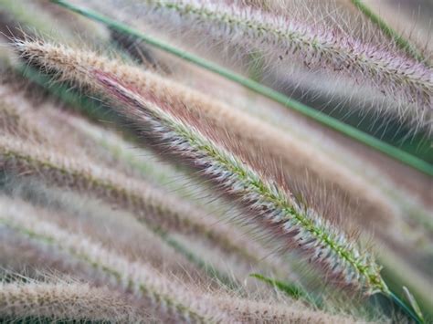 Premium Photo A Beautiful Grass Flower In The Day