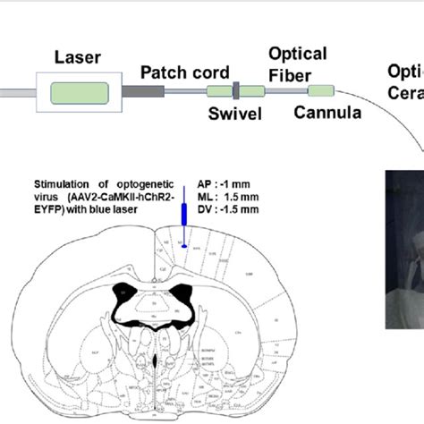 Pdf Optogenetic Stimulation Of The Motor Cortex Alleviates