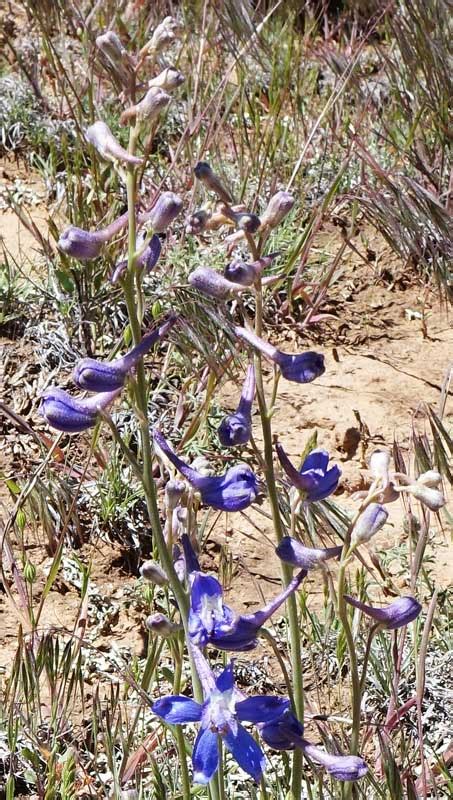 Southwest Colorado Wildflowers Delphinium Scaposum