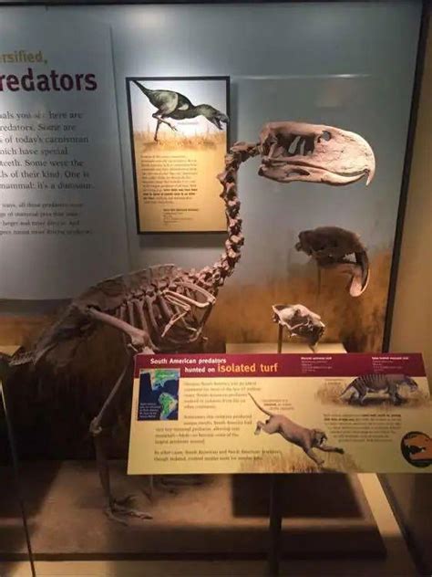 鸟类也曾制霸草原——恐鹤王朝的兴衰 知乎